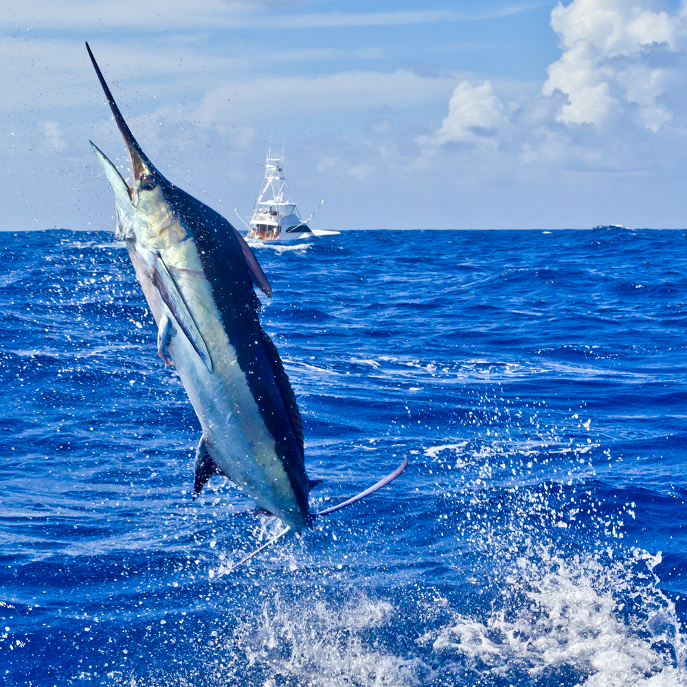 Best Marlin Trolling Lures & Spread – Fathom Offshore